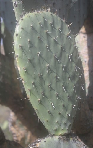 Nopal de espinas lacias Cuidados (Plantando, Fertilizantes ...