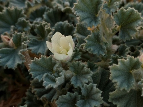 Malvella leprosa 花言葉，毒性，よくある質問 - PictureThis