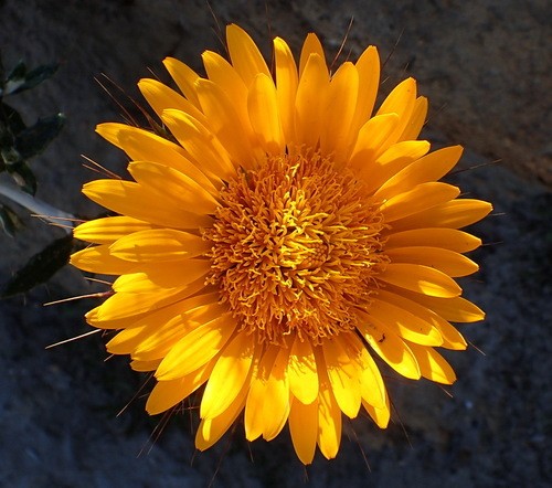 Berkheya barbata - PictureThis