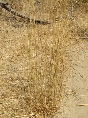 Blue wild rye (Elymus glaucus) Flower, Leaf, Care, Uses - PictureThis