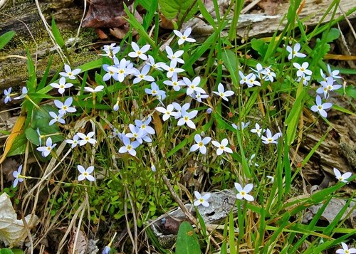 Azure Bluet Flower Meaning | Best Flower Site
