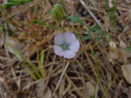 Pale flax (Linum bienne) Flower, Leaf, Care, Uses - PictureThis