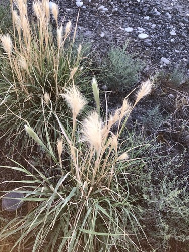 False rhodes grass (Trichloris) Flower, Leaf, Care, Uses - PictureThis