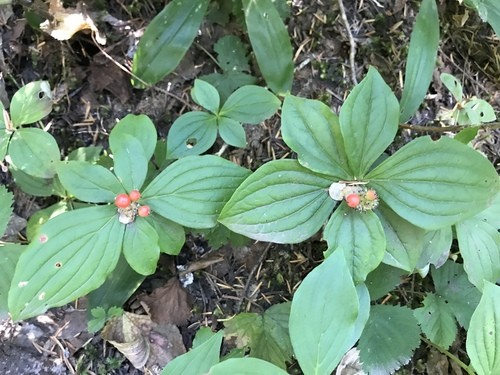 Western cordilleran bunchberry (Cornus unalaschkensis) Flower, Leaf ...