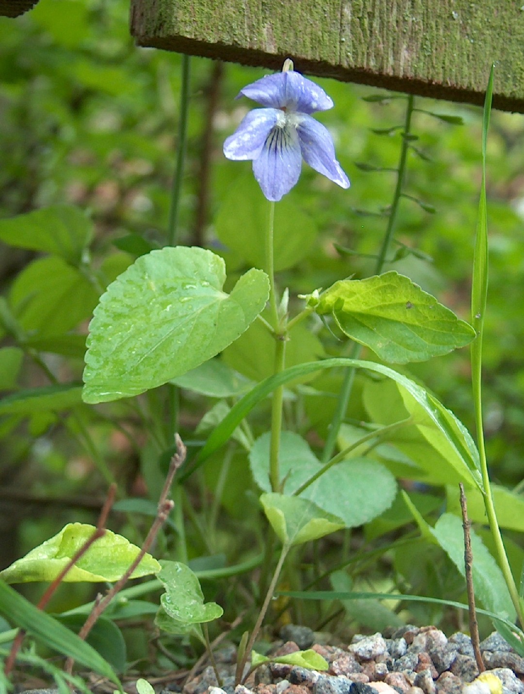 Viola Riviniana Invasive
