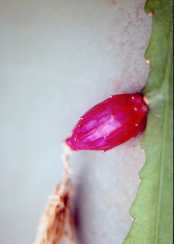 Nopalillo (Disocactus phyllanthoides) - PictureThis