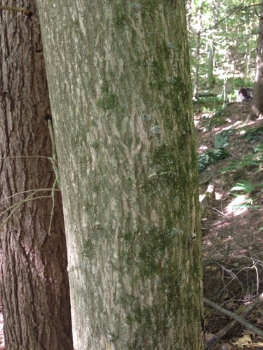 Caryer cordiforme (Carya cordiformis) - PictureThis