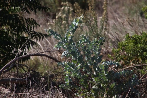 Pearl acacia (Acacia podalyriifolia) Flower, Leaf, Care, Uses - PictureThis