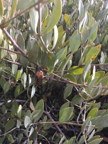 Simmondsia chinensis - PictureThis