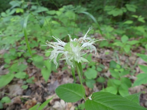 White bergamot (Monarda clinopodia) Flower, Leaf, Care, Uses - PictureThis