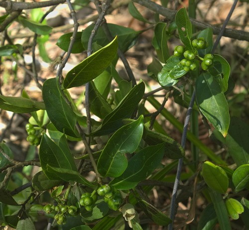 Gynochthodes parvifolia - PictureThis