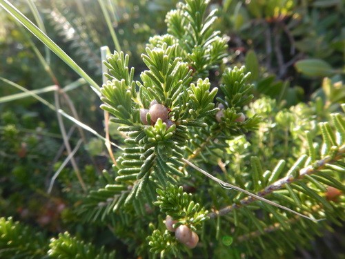 Corema album - PictureThis