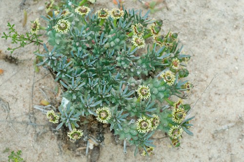 Medusa's head (Euphorbia caput-medusae) Flower, Leaf, Care, Uses ...