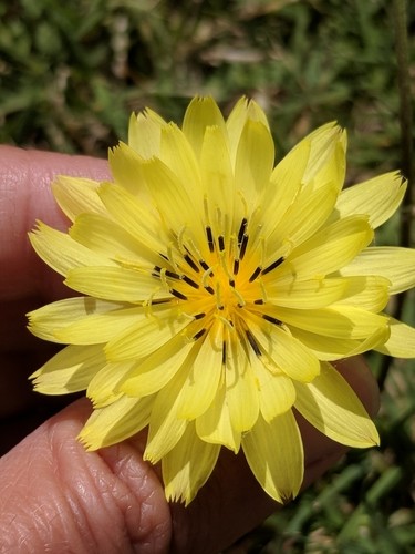 Smallflower desert-chicory (Pyrrhopappus pauciflorus) Flower, Leaf ...