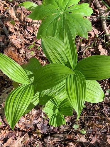 False hellebores Care (Watering, Fertilize, Pruning, Propagation ...