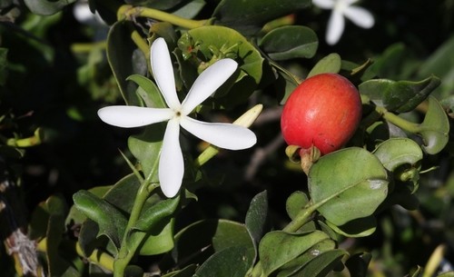 Natal plum (Carissa macrocarpa) Flower, Leaf, Care, Uses - PictureThis