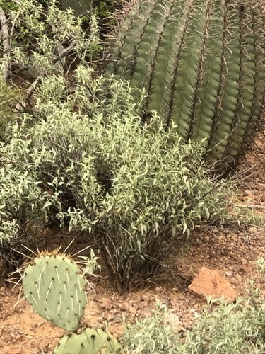 Triangle bursage (Ambrosia deltoidea) Flower, Leaf, Care, Uses ...