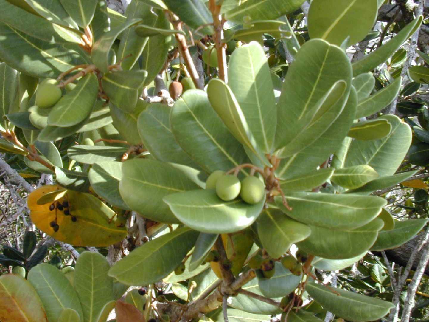 PictureThis - Noronhia emarginata