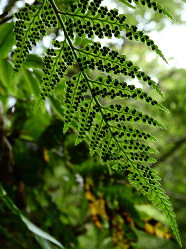 Helecho cuero (Rumohra adiantiformis) - PictureThis