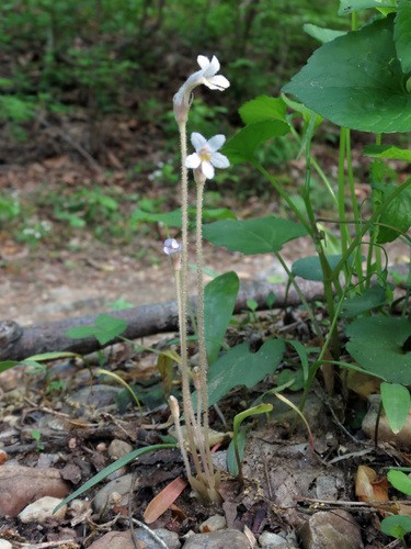 One-flowered cancer-root (Aphyllon uniflorum) Flower, Leaf, Care, Uses ...