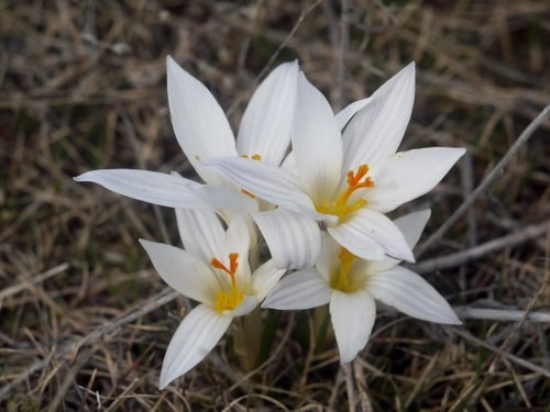 Crocus reticulatus - PictureThis