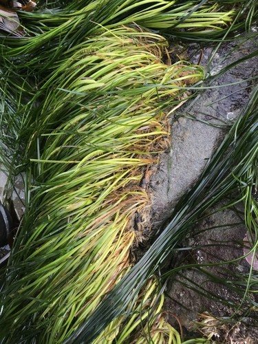 Phyllospadix scouleri - PictureThis