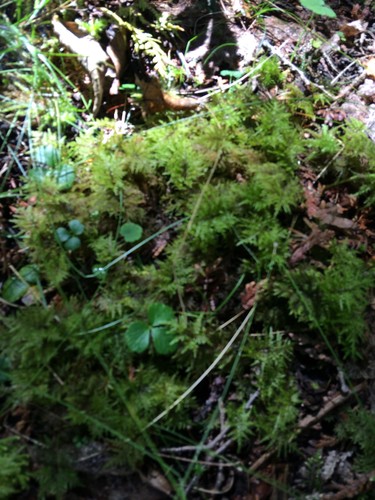 Mountain fern moss (Hylocomium splendens) Flower, Leaf, Care, Uses ...