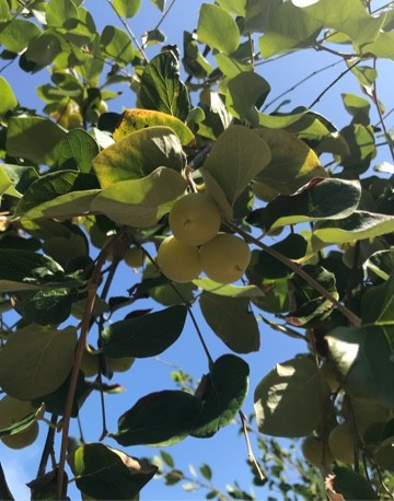 Storax tree (Styrax officinalis) Flower, Leaf, Care, Uses - PictureThis