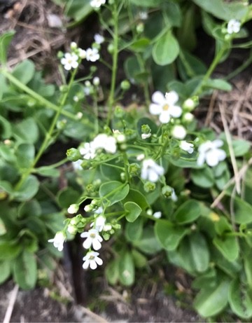 Seaside brookweed (Samolus valerandi) Flower, Leaf, Care, Uses ...