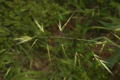 California brome (Bromus carinatus) Flower, Leaf, Care, Uses - PictureThis