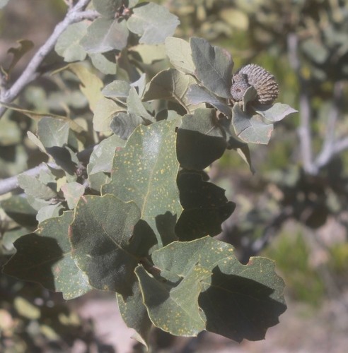 Beech (Fagaceae) Flower, Leaf, Care, Uses - PictureThis