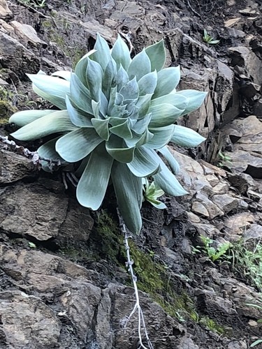 Gesso Dudleya (Dudleya pulverulenta) - PictureThis