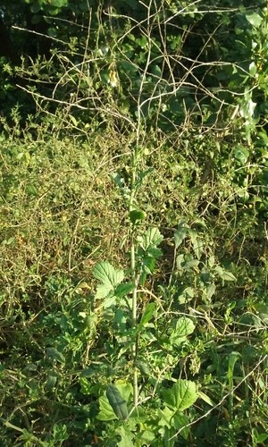 Erísimo (Sisymbrium officinale) - PictureThis