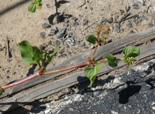 Rumex spinosus - PictureThis