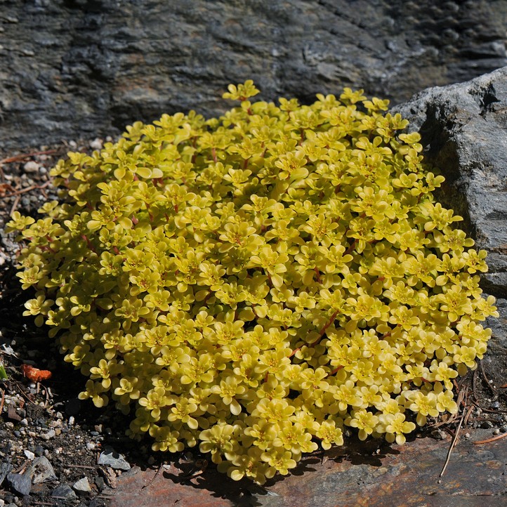 Why do I need to fertilize my Golden Japanese Stonecrop? - PictureThis