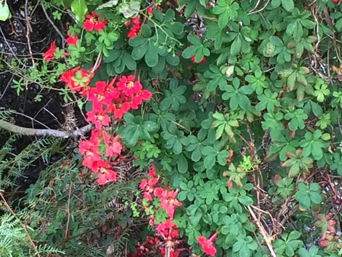 Flame flower (Tropaeolum speciosum) Flower, Leaf, Care, Uses - PictureThis