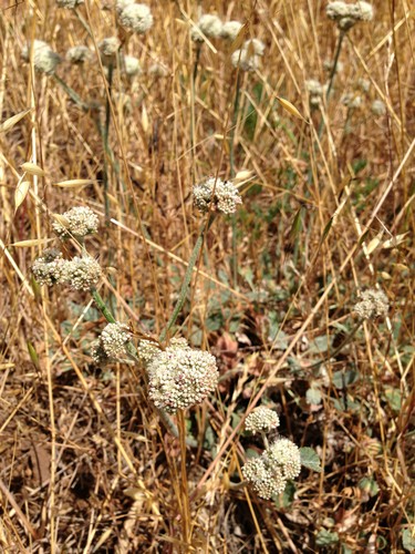 How to Plant and Grow Seaside buckwheat(Eriogonum latifolium)