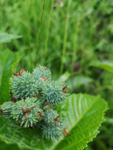 Ricino (Ricinus communis) - PictureThis