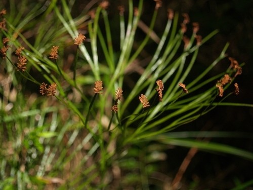 Fan fern (Schizaea dichotoma) Flower, Leaf, Care, Uses - PictureThis