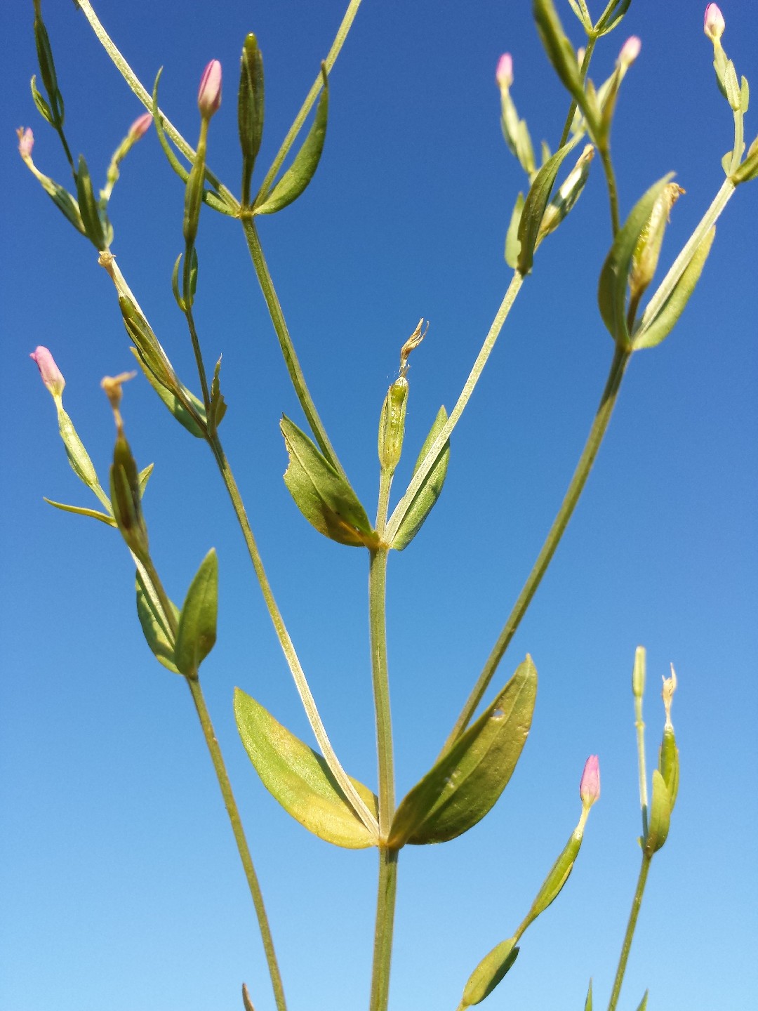 Centáurea menor (Centaurium pulchellum) - PictureThis