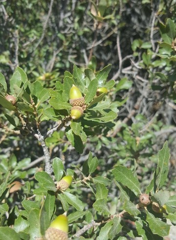 Quercus berberidifolia - PictureThis