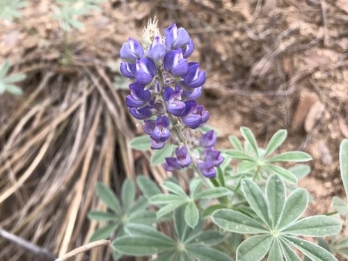 Coulter's lupine (Lupinus sparsiflorus) Flower, Leaf, Care, Uses ...