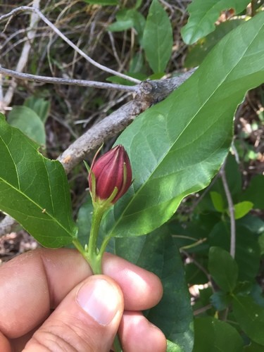Sweetshrub (Calycanthaceae) Flower, Leaf, Care, Uses - PictureThis