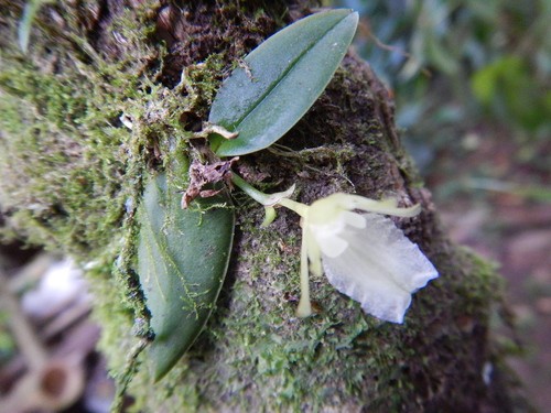 Trichocentrum Care (Watering, Fertilize, Pruning, Propagation ...