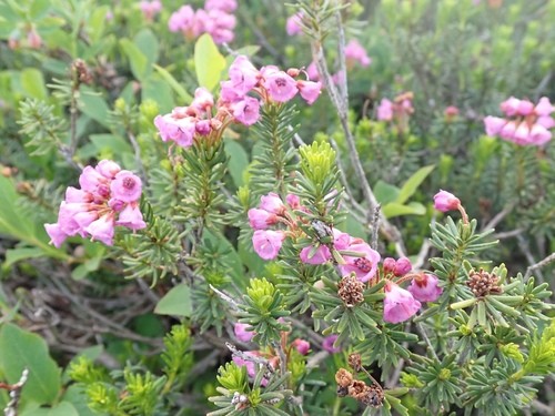 Camarina de hojas de Phyllodoce (Phyllodoce empetriformis) - PictureThis