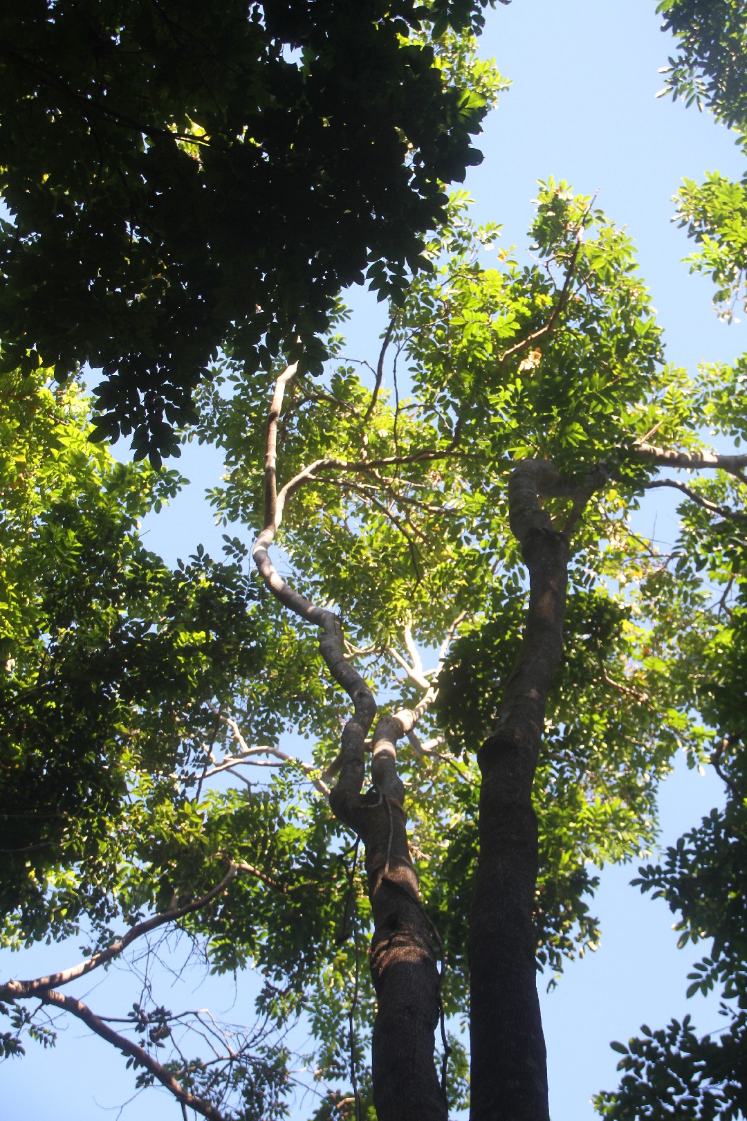 Pterocarpus officinalis - PictureThis