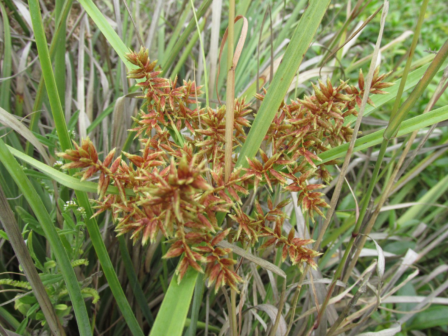 Cyperus javanicus - PictureThis