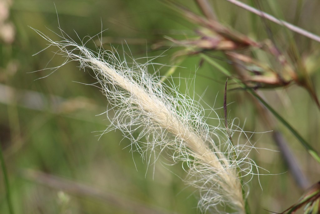 Plume grass Care (Watering, Fertilize, Pruning, Propagation) - PictureThis