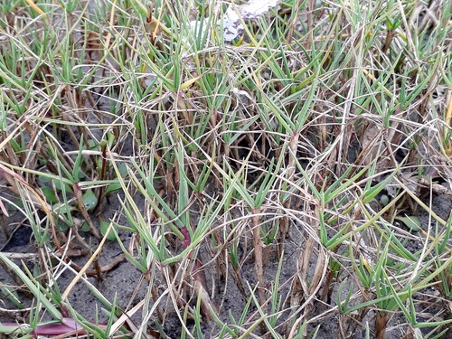 Paspalum Flower, Leaf, Care, Uses - PictureThis