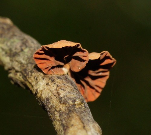 Anthracophyllum archeri - PictureThis